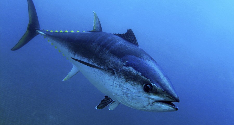 PERSPECTIVAS SOBRE EL AUMENTO DEL PRECIO DEL ATÚN – CNP - EcuadorCNP ...