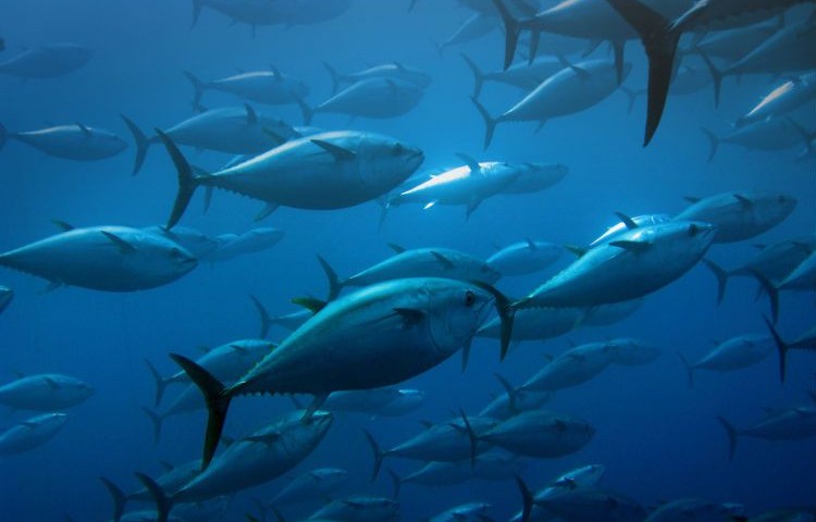 "No hay desastre del atún” stocks mundiales se consideran más ...
